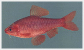 Orna Fish : Indigenous