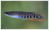 Orna Fish : Indigenous