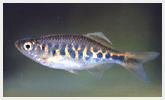 Orna Fish : Indigenous