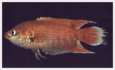 Orna Fish : Indigenous