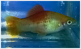 Orna Fish : Platy