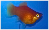 Orna Fish : Platy