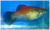 Orna Fish : Platy