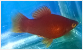 Orna Fish : Platy